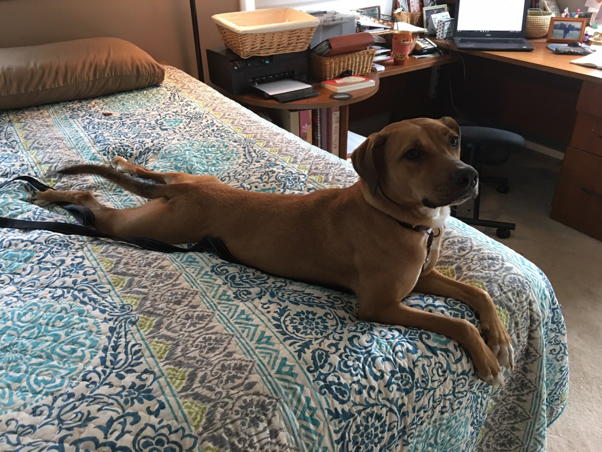 Look For the Good – Another Good Dog™