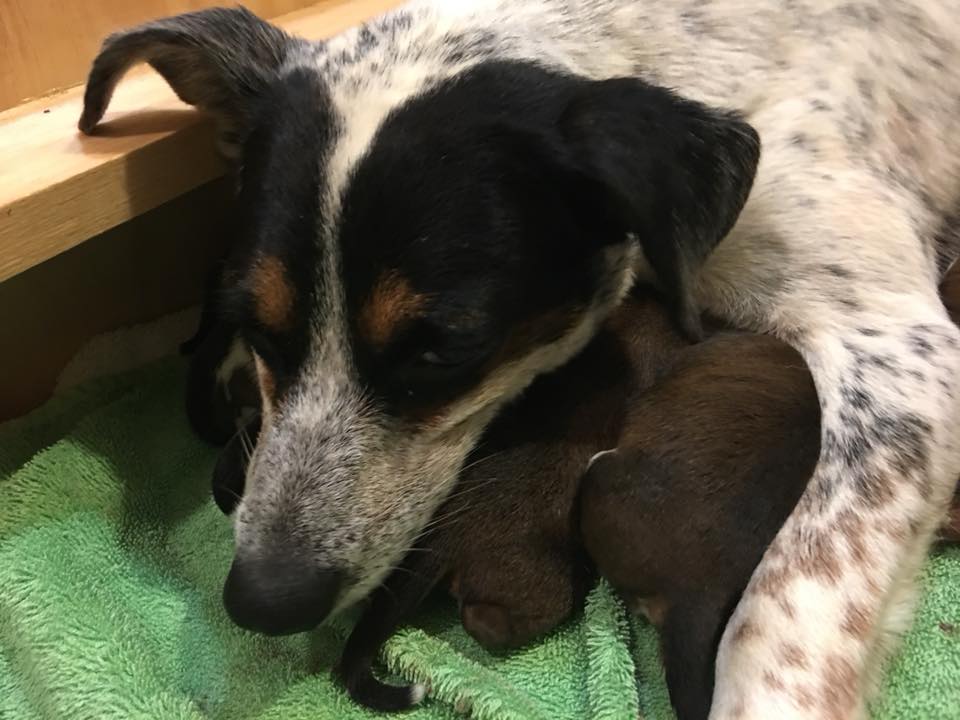 Welcome to the World, Puppies! – Another Good Dog™