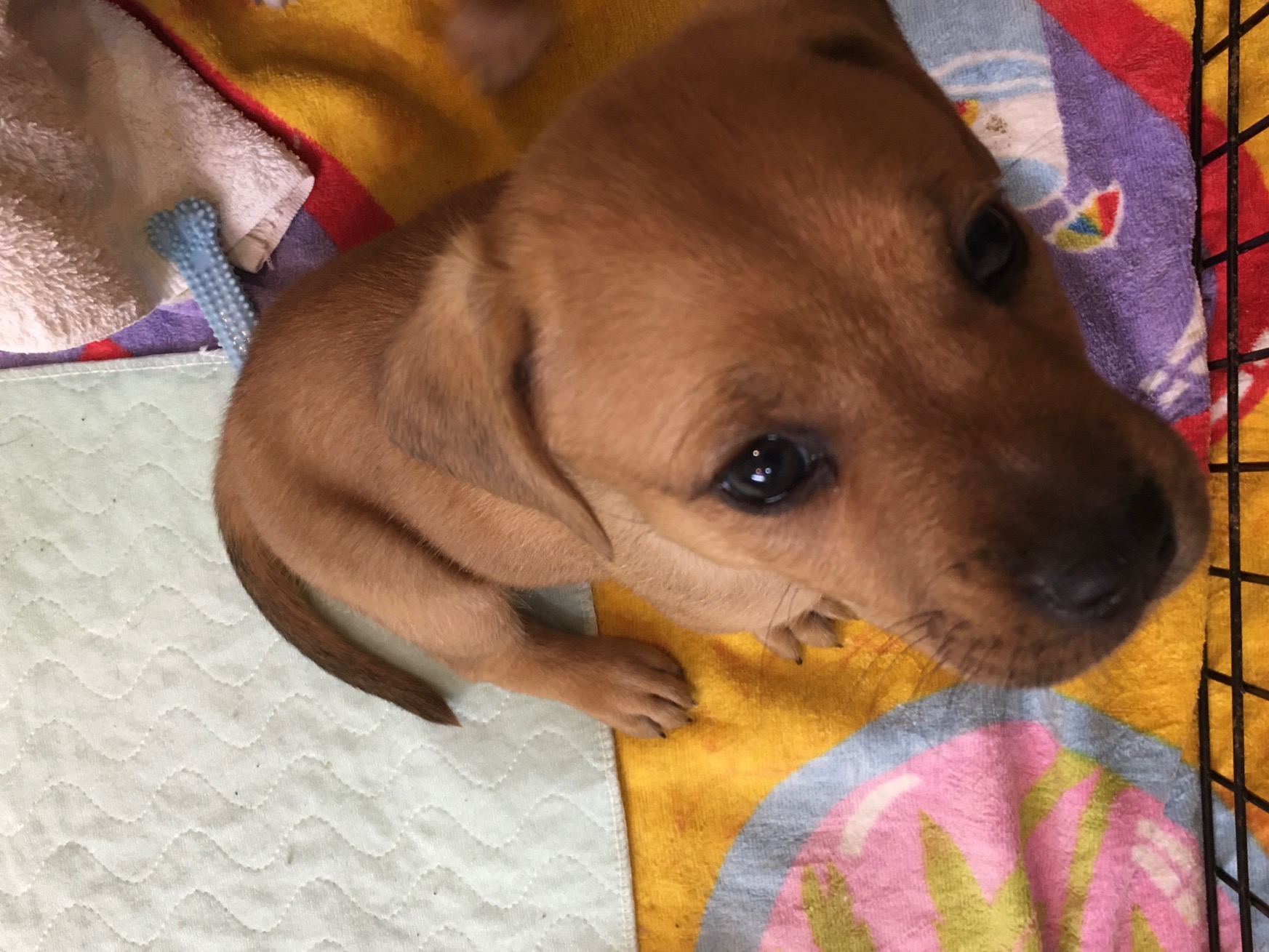 pup Dolly adoring eyes – Another Good Dog™