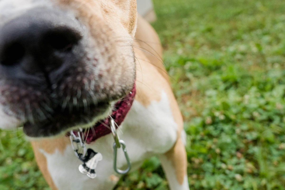 Practicing Self Control – Another Good Dog™