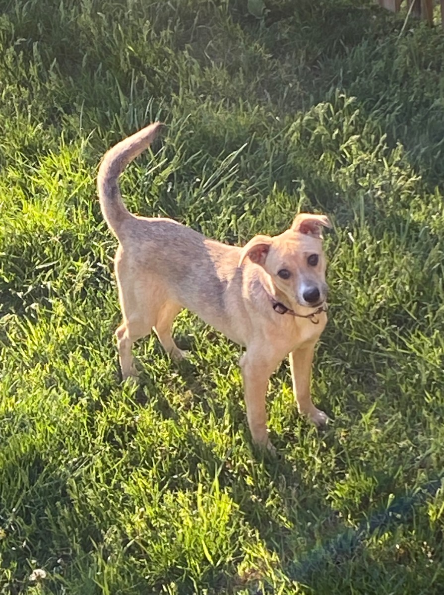 Bippity Bop is Ready to Bop On Out of Here – Another Good Dog™