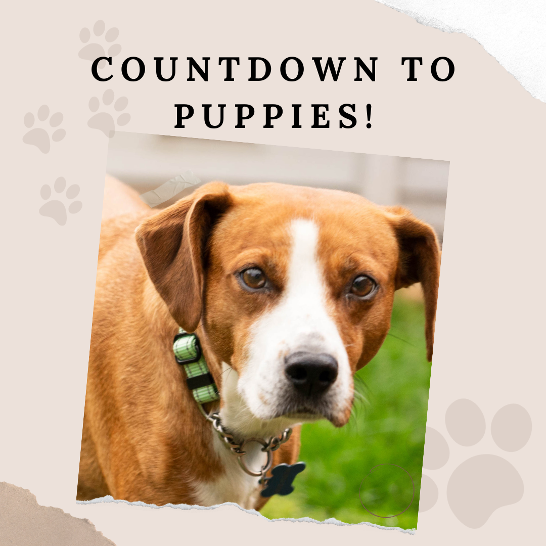 Mystery Solved – Another Good Dog™