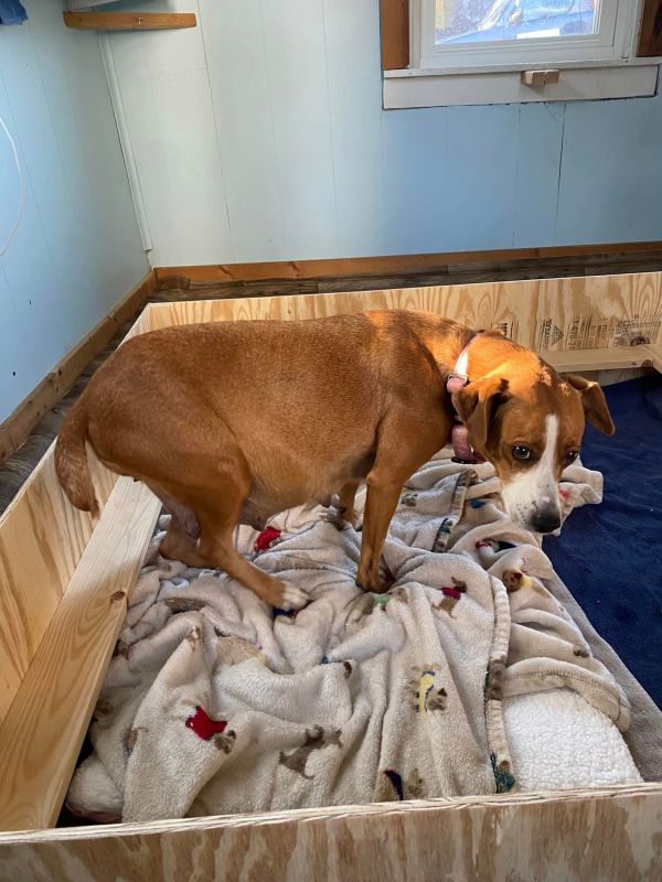 And Then There Were Puppies – Another Good Dog™