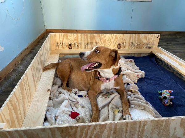 And Then There Were Puppies – Another Good Dog™