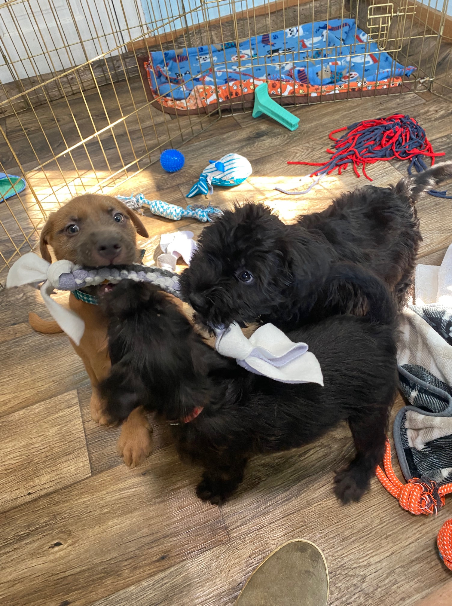 Another Good Dog™ – Our adventures as a foster dog family