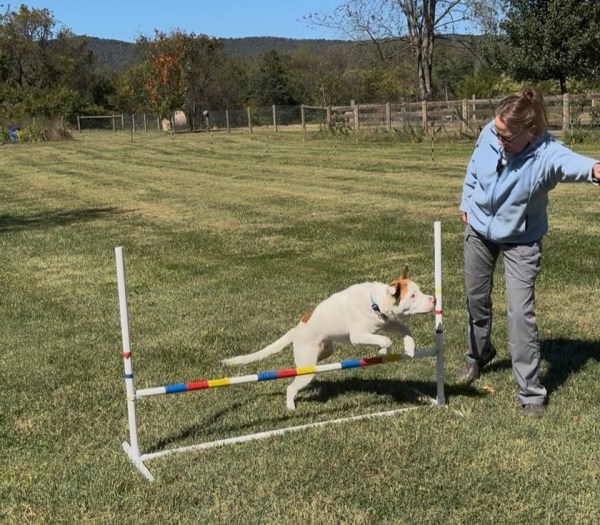 Thank YOU (and you and you and you) – Another Good Dog™