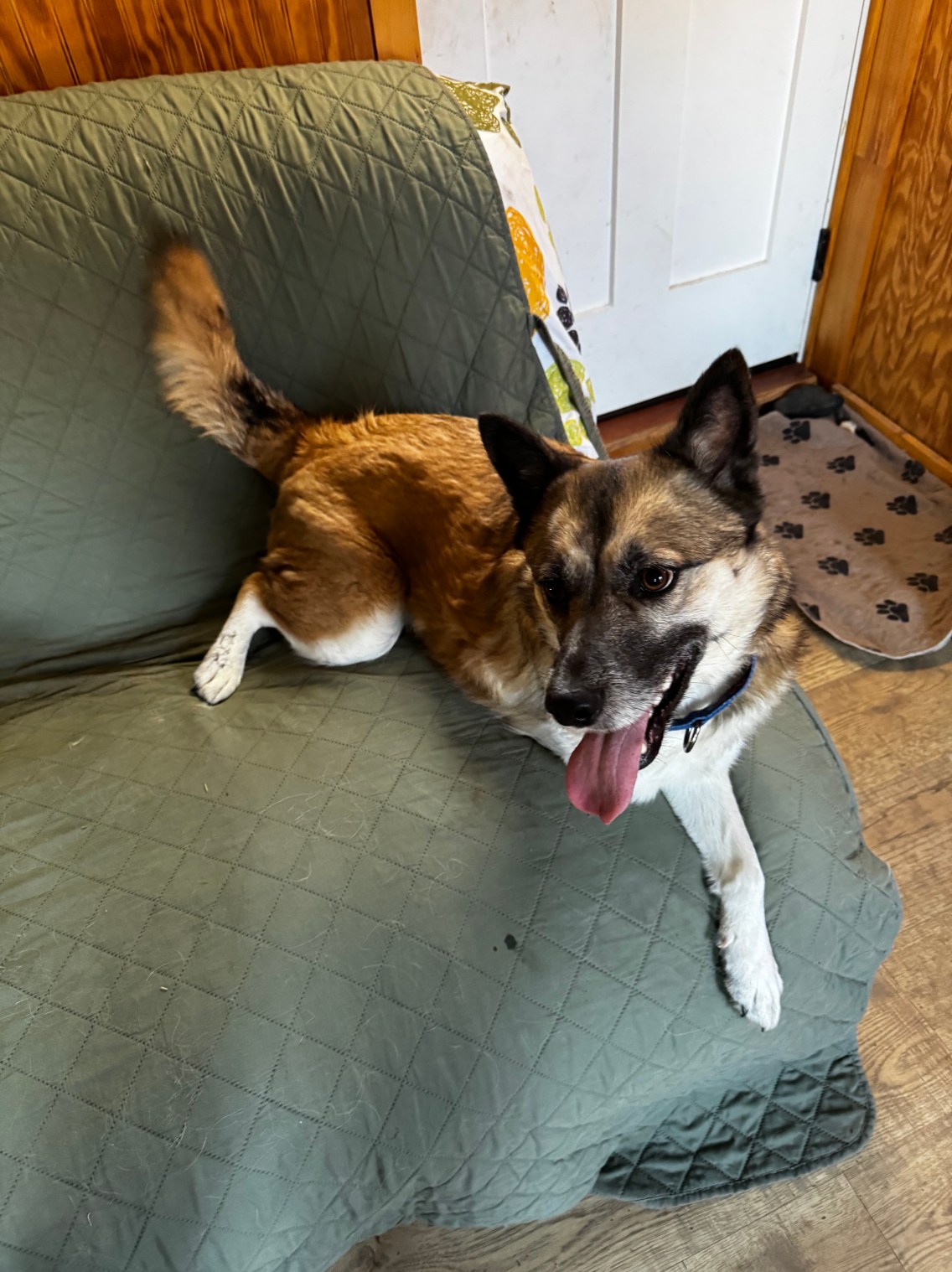Pretty Darn Perfect Dog – Another Good Dog™