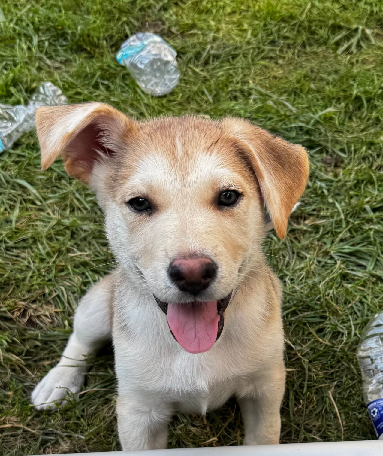 May the Force (and Your Shares) Be With These Foster Puppies! – Another ...